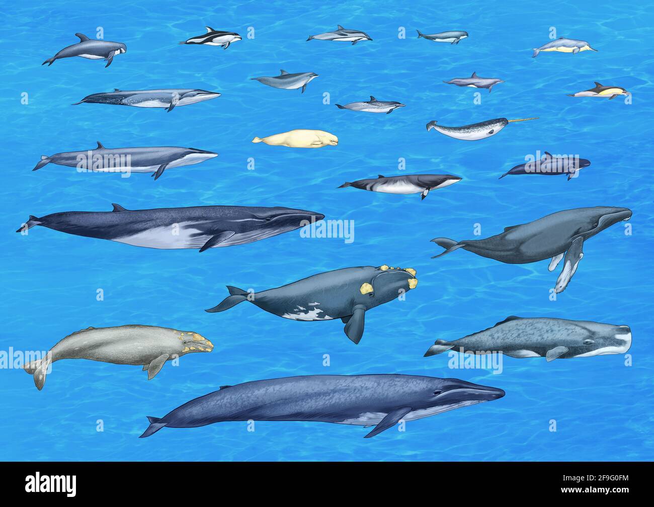 Art dolphin -Fotos und -Bildmaterial in hoher Auflösung – Alamy