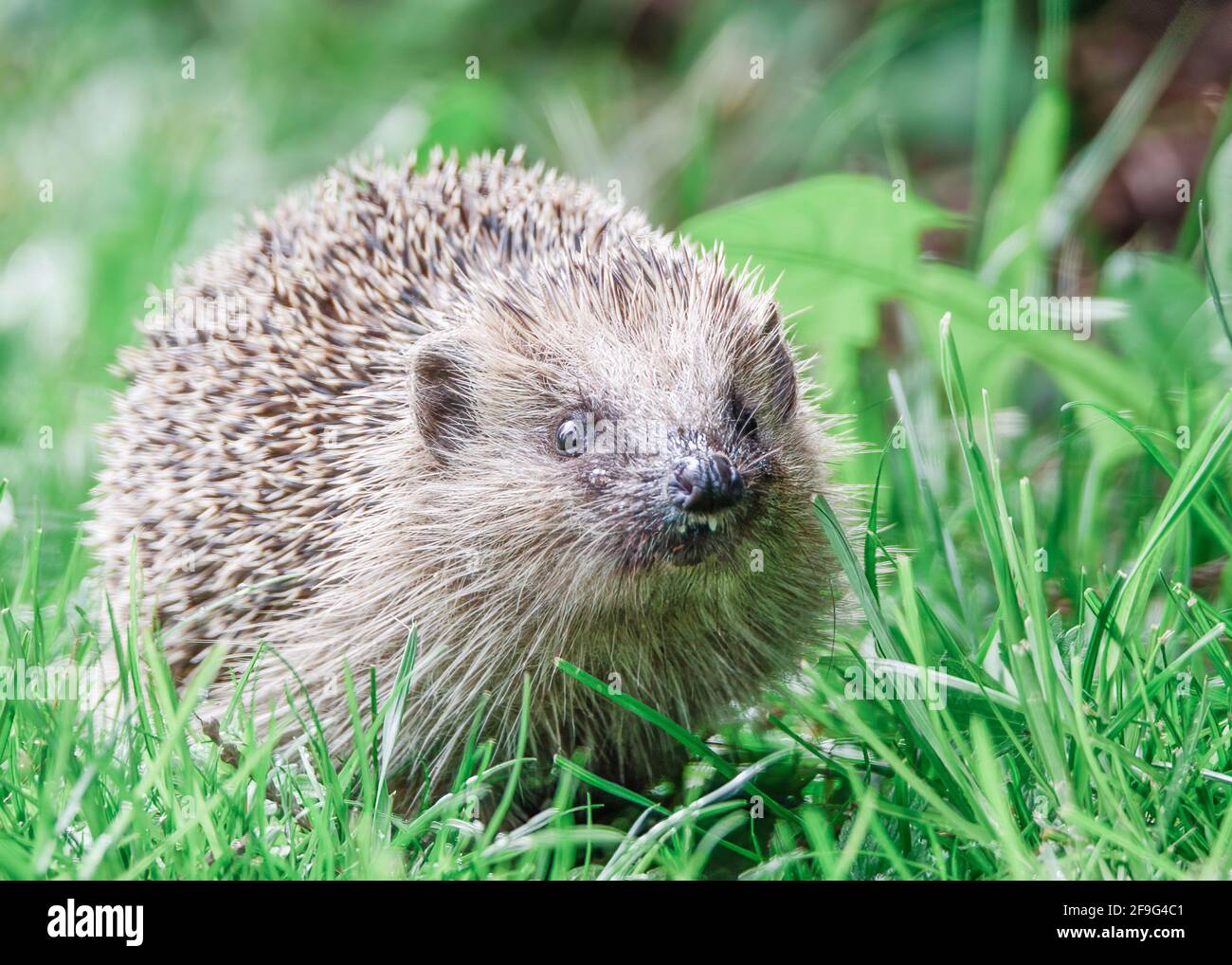 Stehender igel -Fotos und -Bildmaterial in hoher Auflösung – Alamy