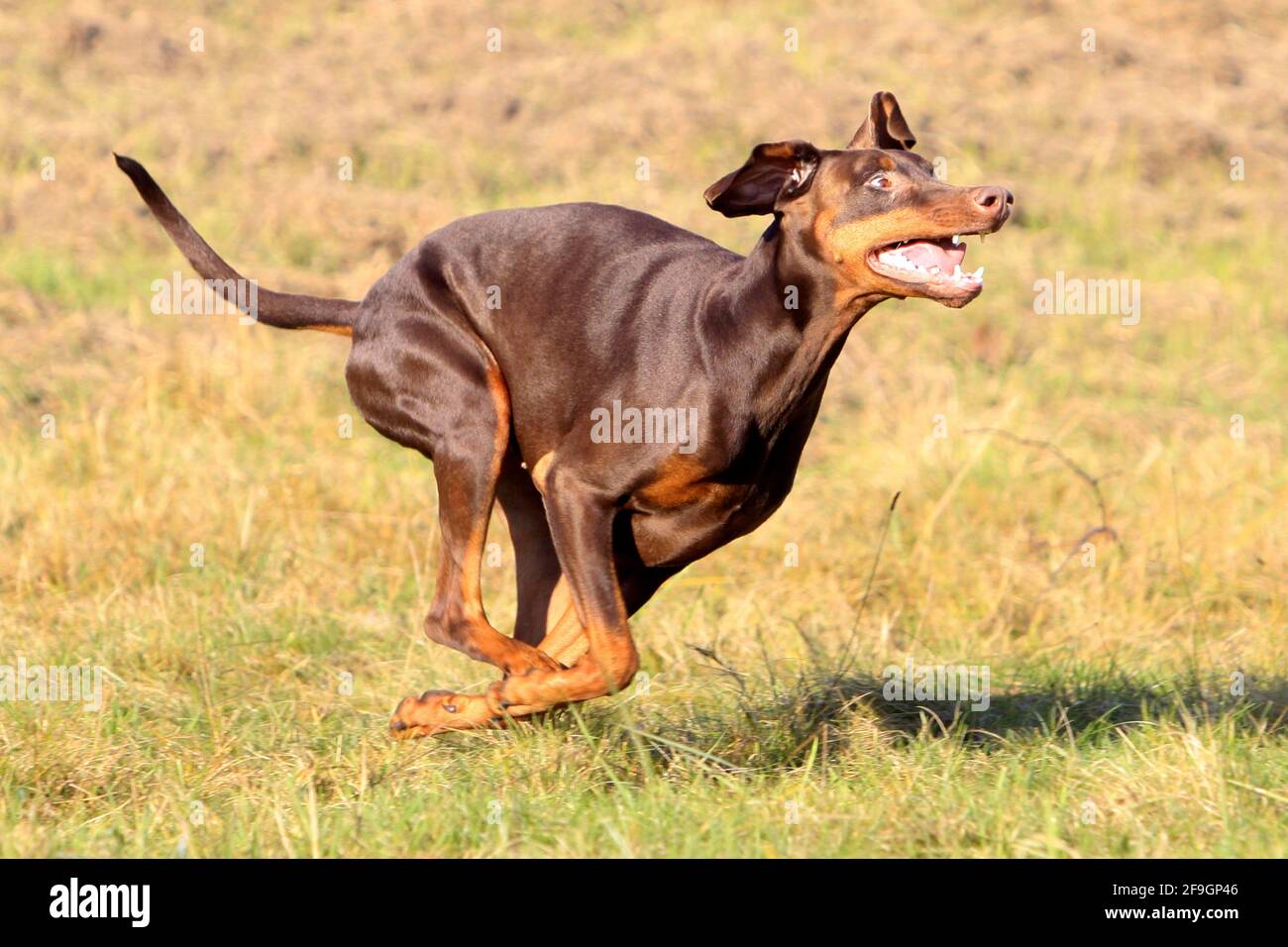 Brauner dobermann -Fotos und -Bildmaterial in hoher Auflösung – Alamy