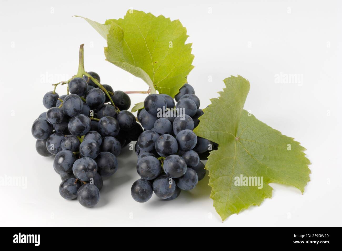 Vitis vinifera muskat blau -Fotos und -Bildmaterial in hoher Auflösung ...
