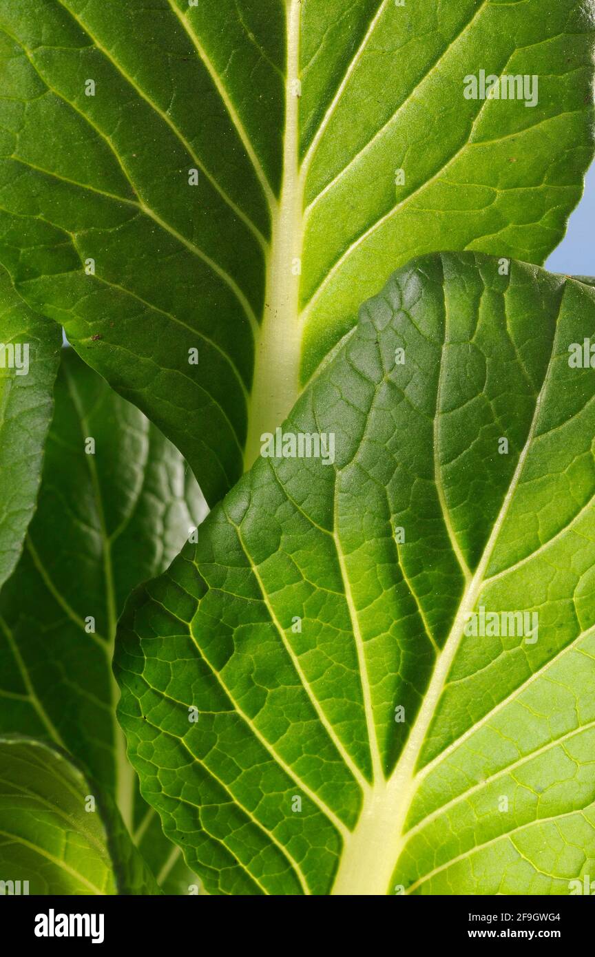 Brassica chinensis var chinensis -Fotos und -Bildmaterial in hoher ...