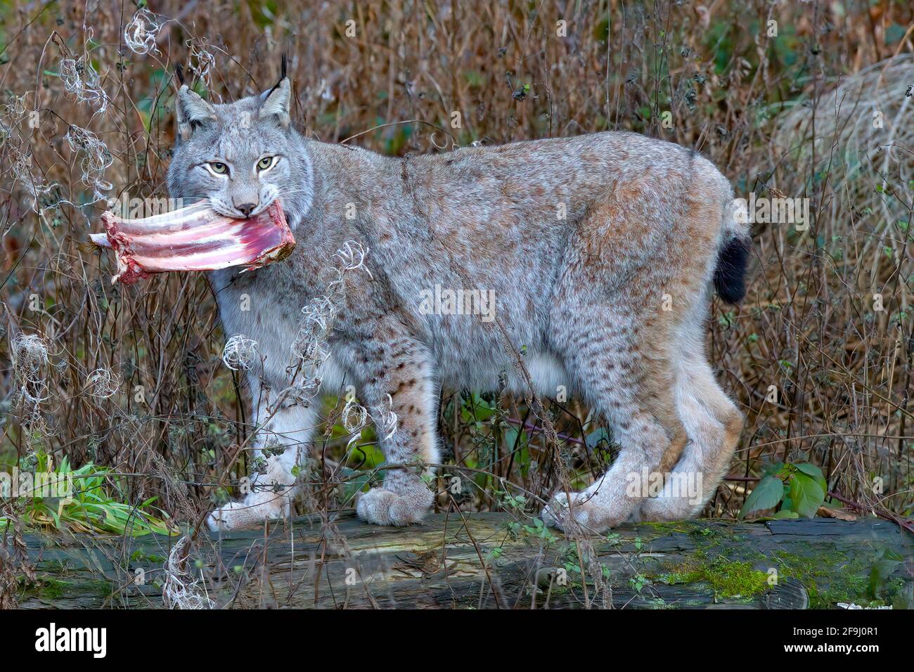 Eurasischer Luchs (Luchs). Ein Luchs in einem Gehege bringt seine ...