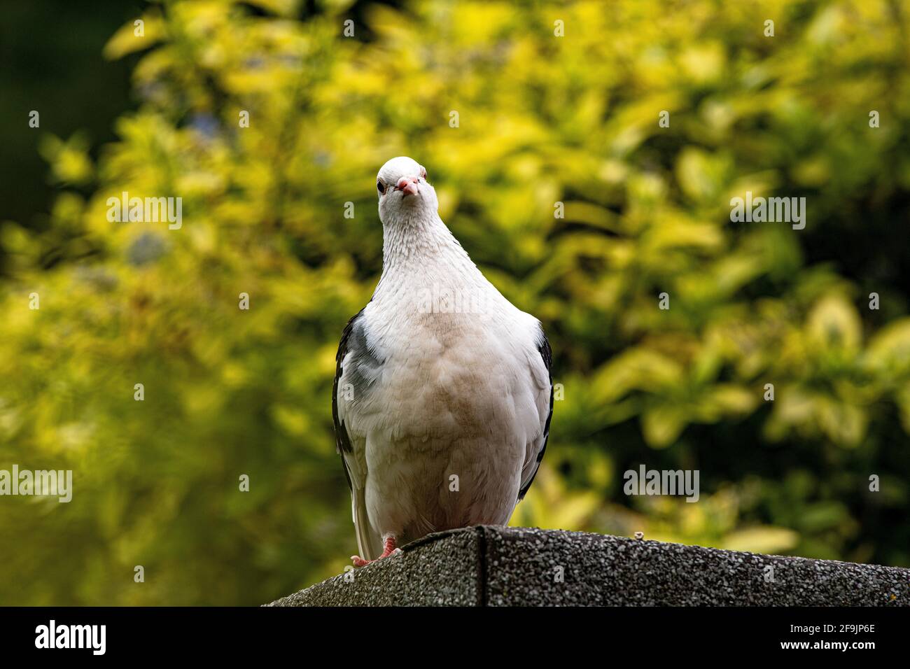 Albino taube -Fotos und -Bildmaterial in hoher Auflösung – Alamy