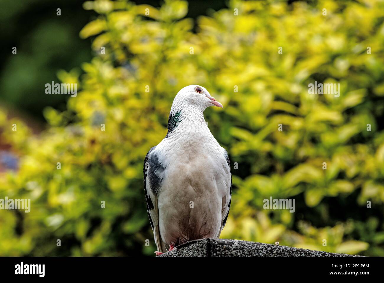 Albino taube -Fotos und -Bildmaterial in hoher Auflösung – Alamy