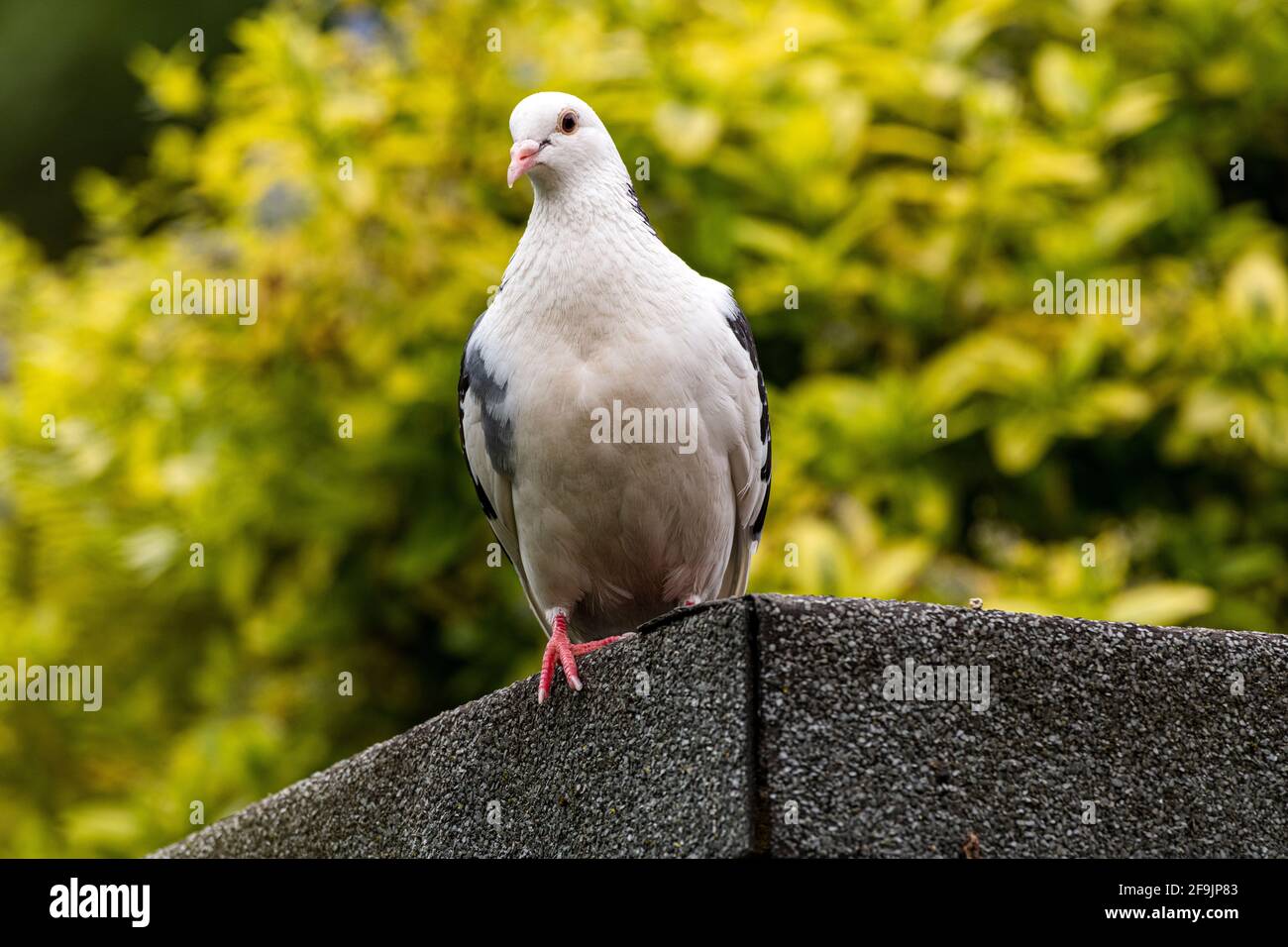 Albino taube -Fotos und -Bildmaterial in hoher Auflösung – Alamy