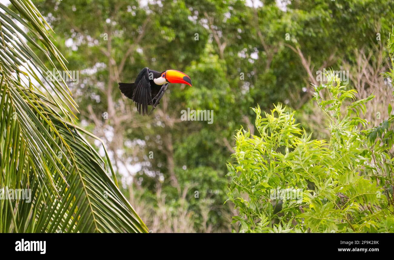 Fliegen in tukanen -Fotos und -Bildmaterial in hoher Auflösung – Alamy