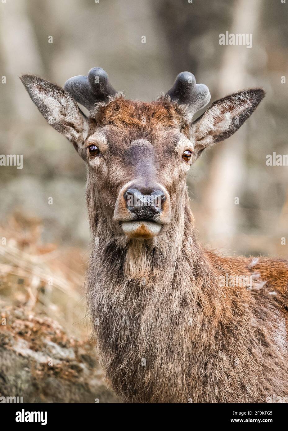 Rotwild in adlerfarn stehend -Fotos und -Bildmaterial in hoher ...