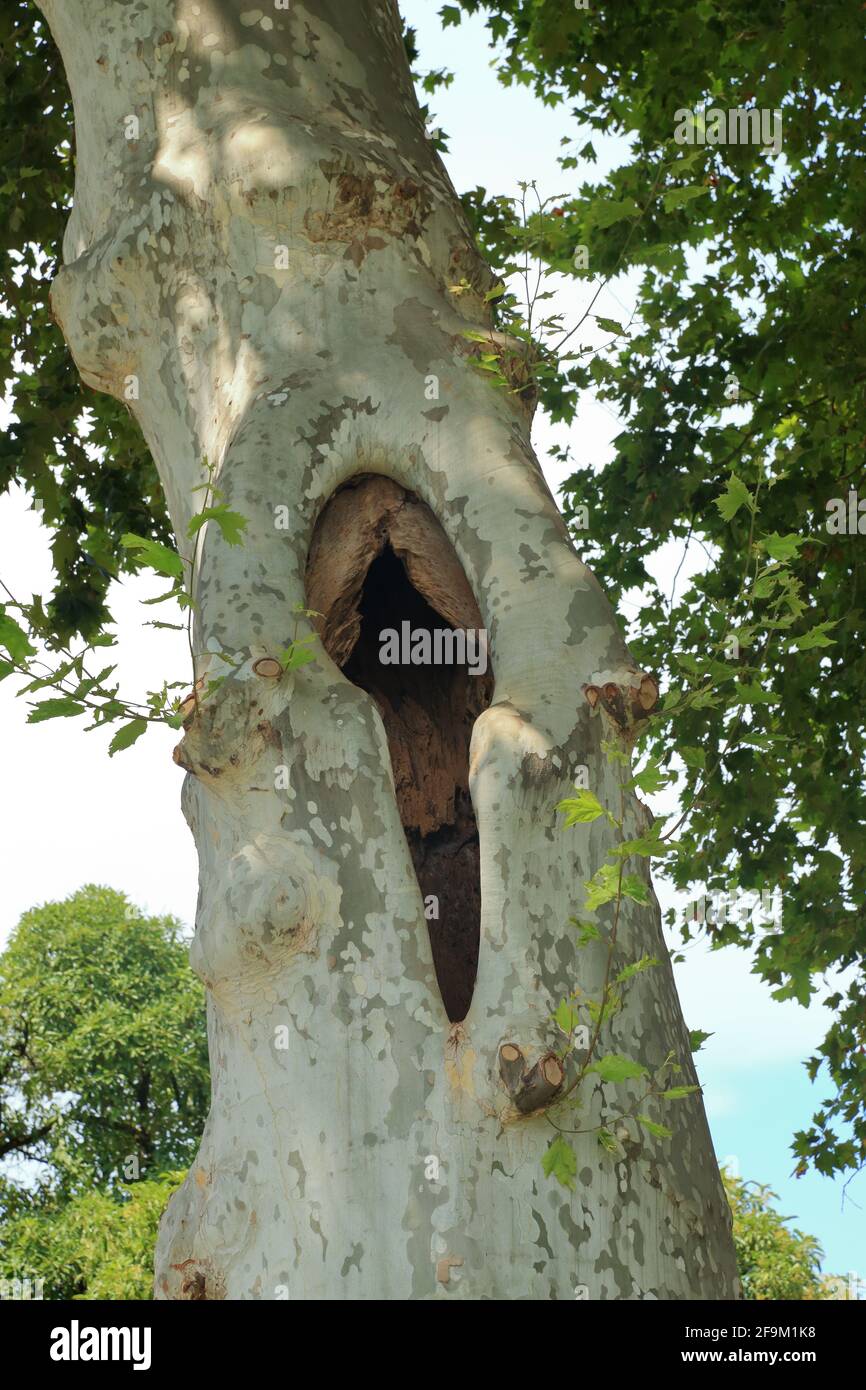 Baum mit loch -Fotos und -Bildmaterial in hoher Auflösung – Alamy