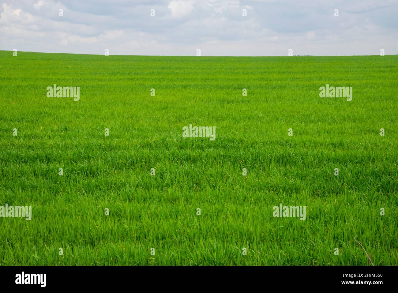 Konzept weizen -Fotos und -Bildmaterial in hoher Auflösung – Alamy