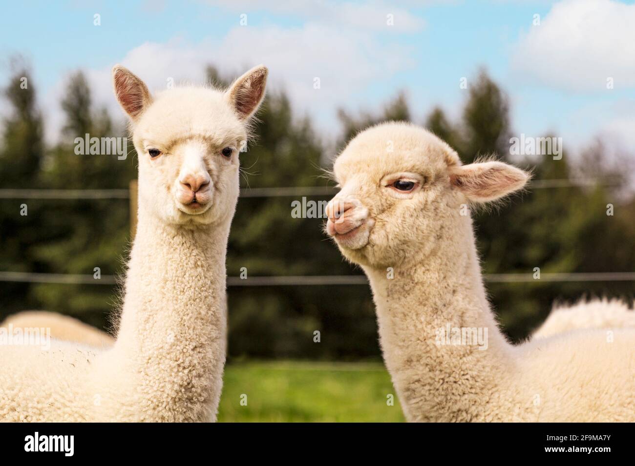 Junge alpakas -Fotos und -Bildmaterial in hoher Auflösung – Alamy