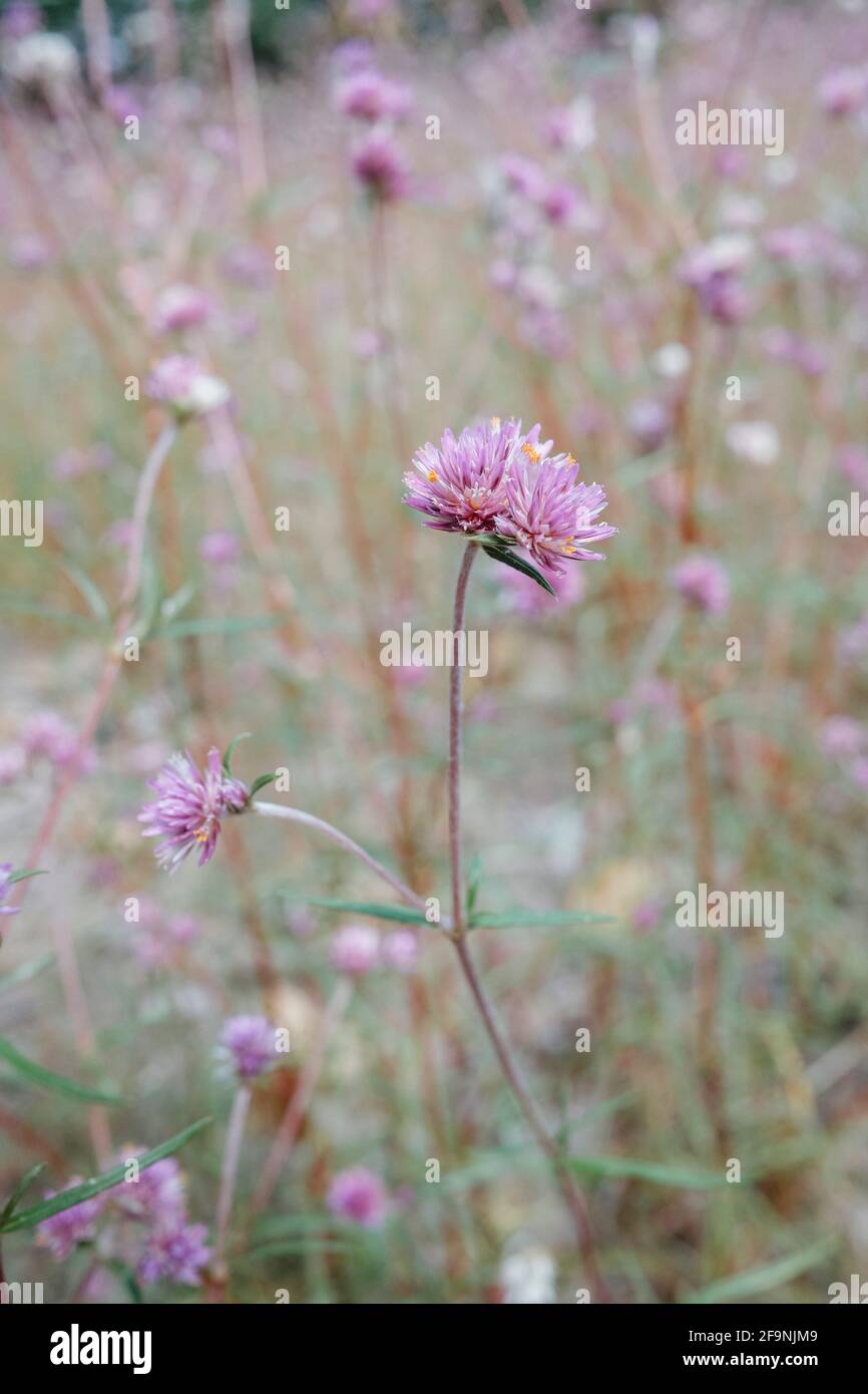 Kontrast blumen -Fotos und -Bildmaterial in hoher Auflösung – Alamy