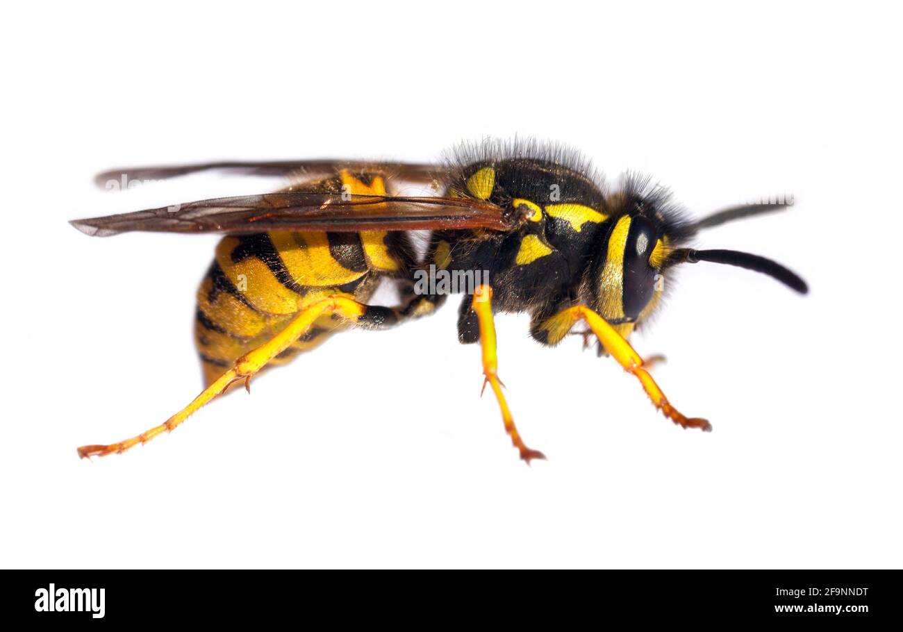 Schwarze deutsche biene -Fotos und -Bildmaterial in hoher Auflösung – Alamy