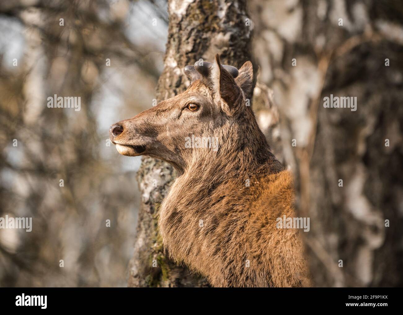 Rotwild in adlerfarn stehend -Fotos und -Bildmaterial in hoher ...