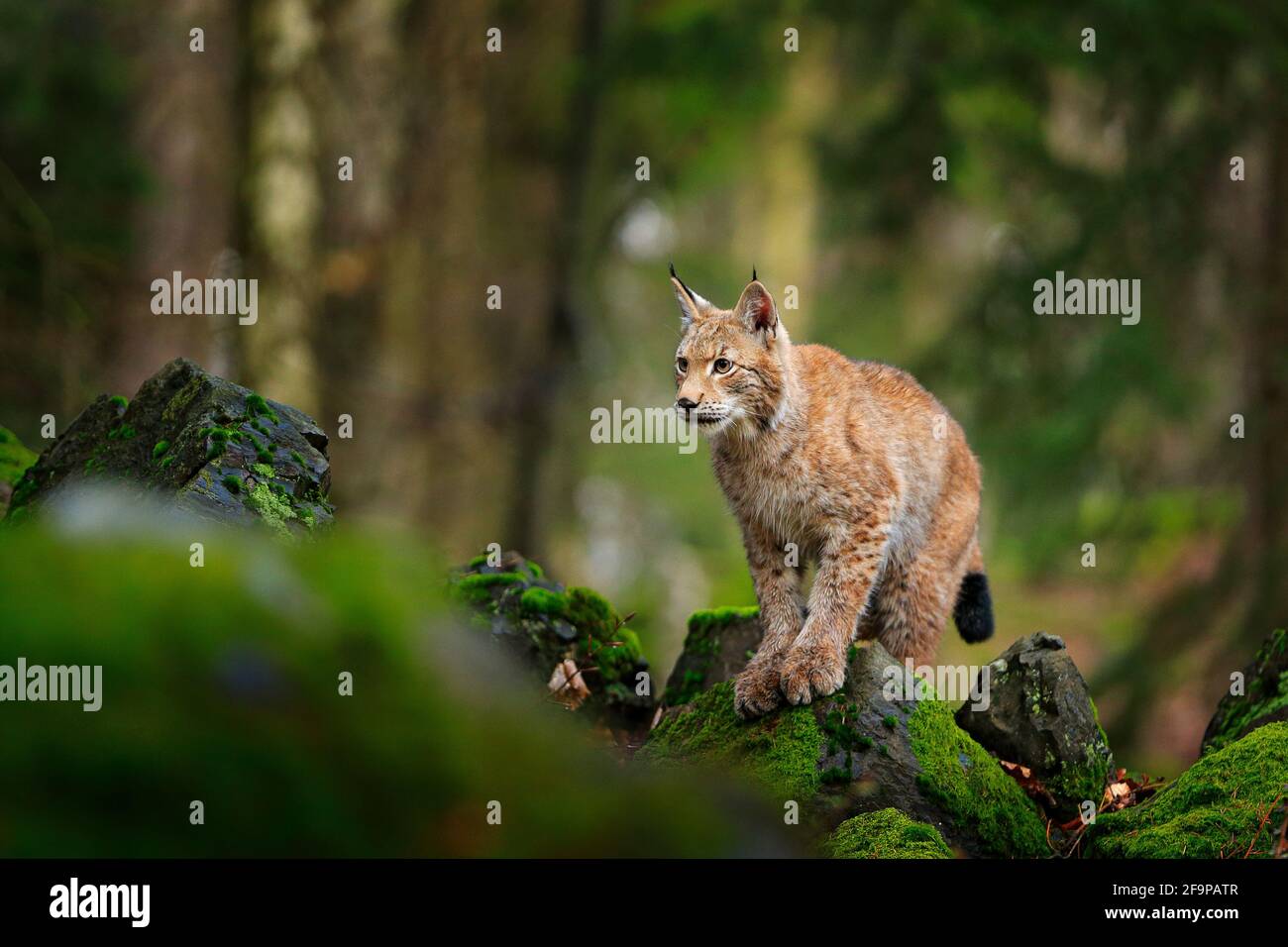 European lynx -Fotos und -Bildmaterial in hoher Auflösung – Alamy