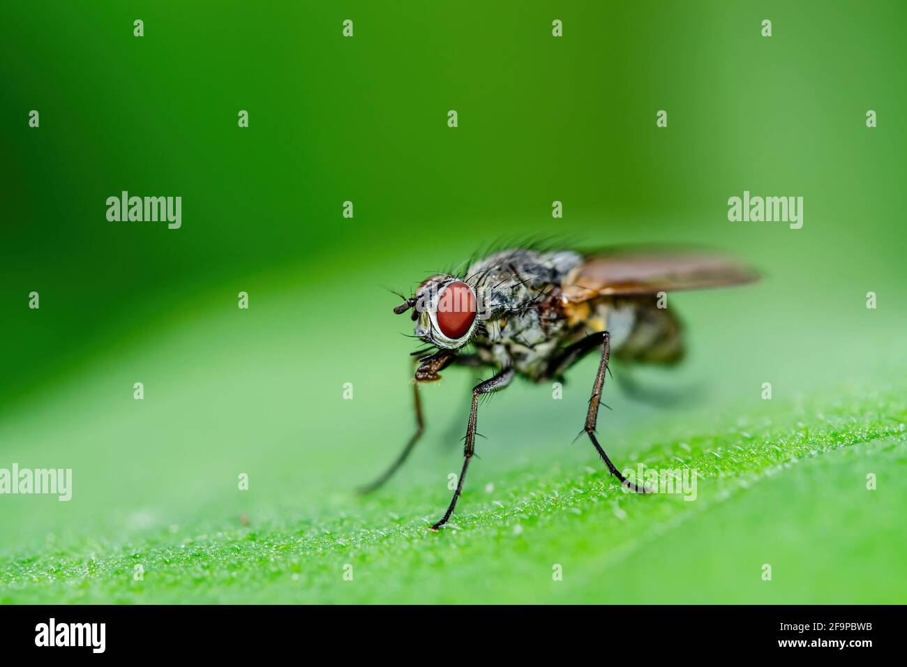 Parasiten insekt -Fotos und -Bildmaterial in hoher Auflösung – Alamy