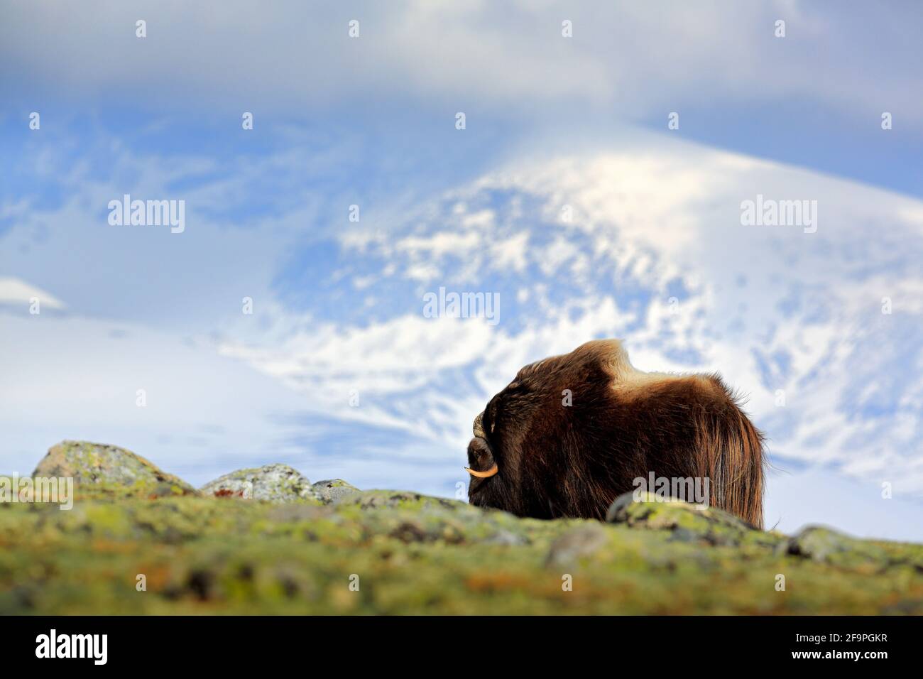 Moschusochse ovibos moschatus -Fotos und -Bildmaterial in hoher ...