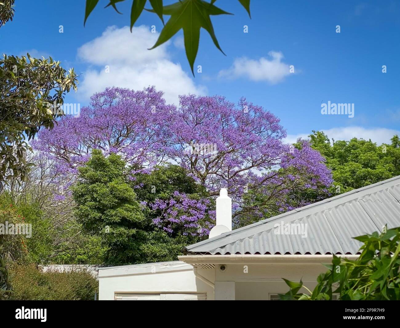 Jacaranda mimosifolia -Fotos und -Bildmaterial in hoher Auflösung - Seite 10 - Alamy