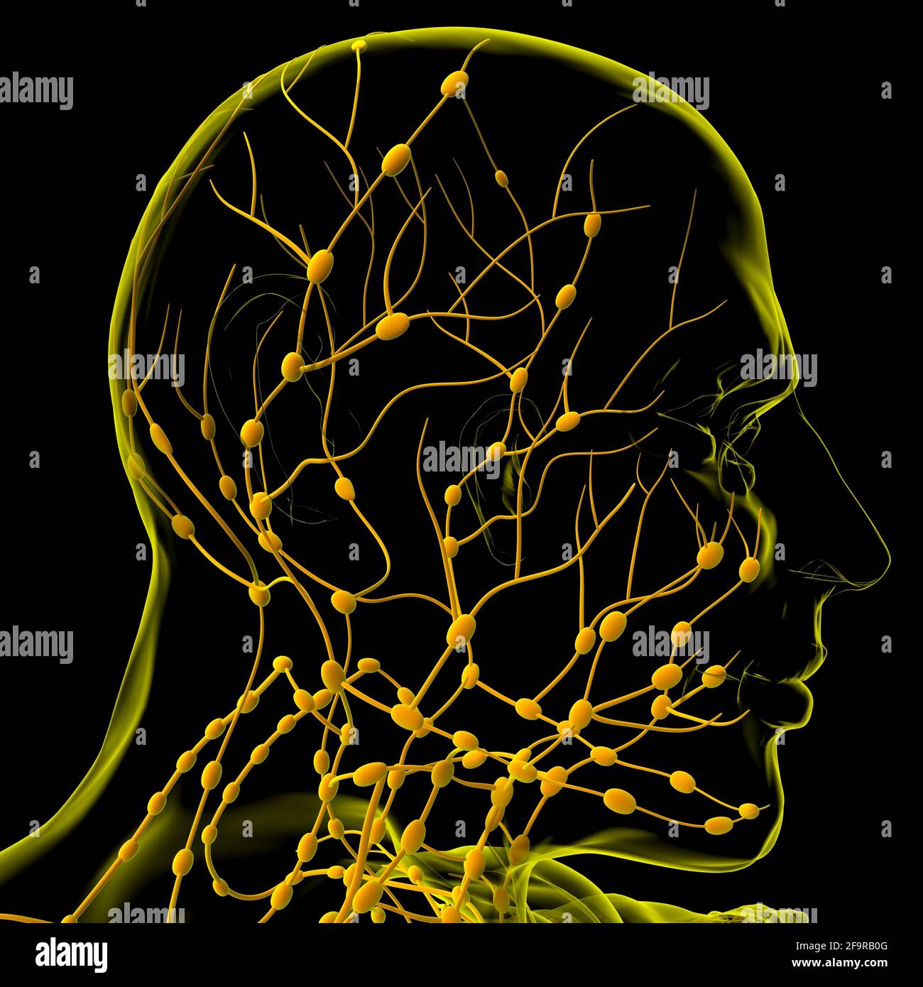 Lymph Nodes Head Neck Stockfotos und -bilder Kaufen - Alamy Lymph Nodes Head Neck Stockfotos und -bilder Kaufen - Alamy