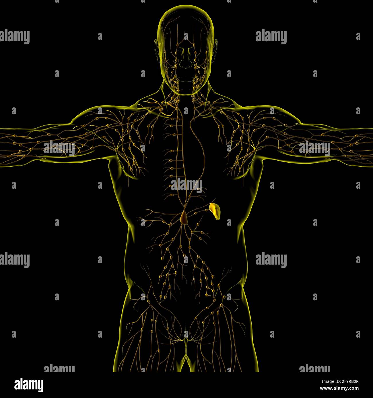 Leistenlymphknoten Anatomie | Leistenregion (Regio inguinalis) – OIYRHW