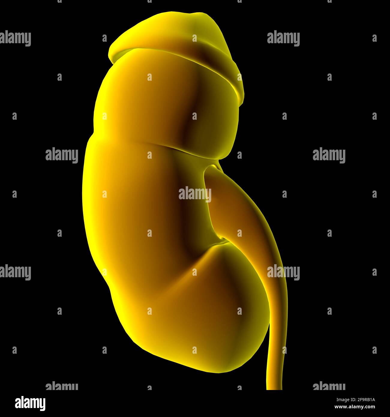 Querschnitt der harnblase -Fotos und -Bildmaterial in hoher Auflösung ...