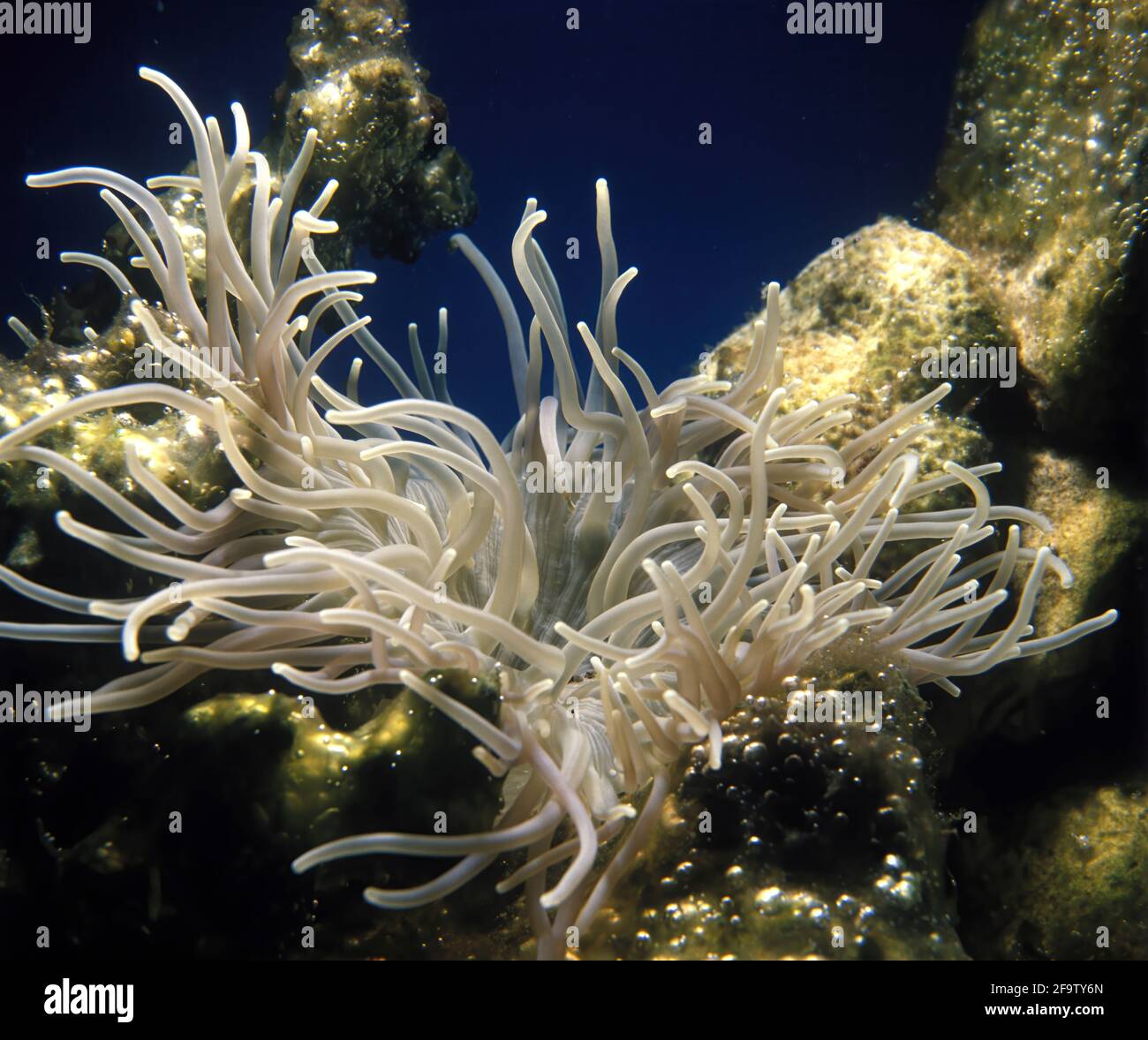 Radianthus Sp Stockfotos und -bilder Kaufen - Alamy