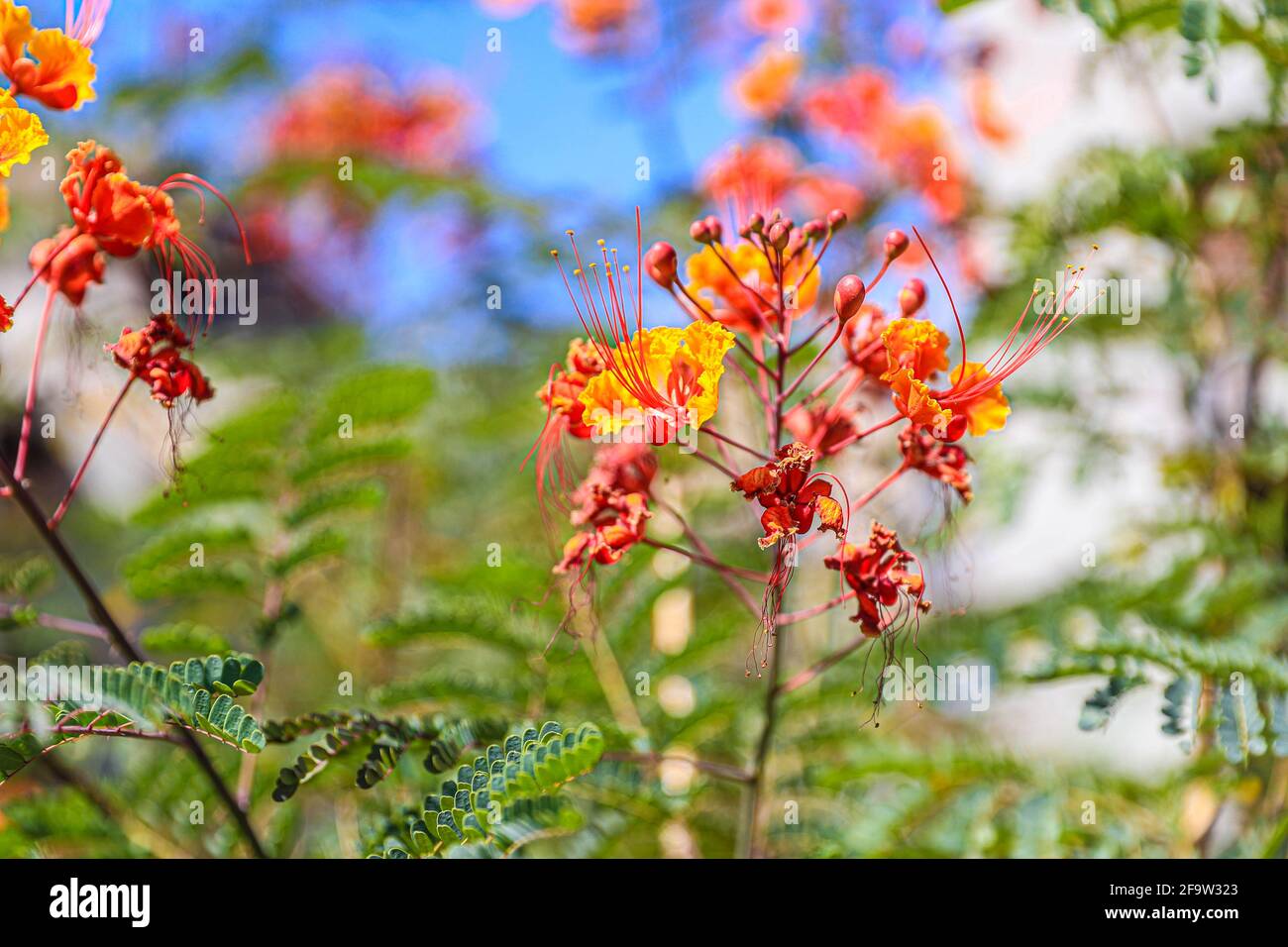 Rote Tabachin-Baumblume, Caesalpinia pulcherrima, Delonix regia ...