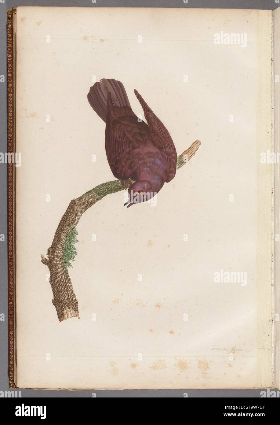 Sitzende taube -Fotos und -Bildmaterial in hoher Auflösung – Alamy