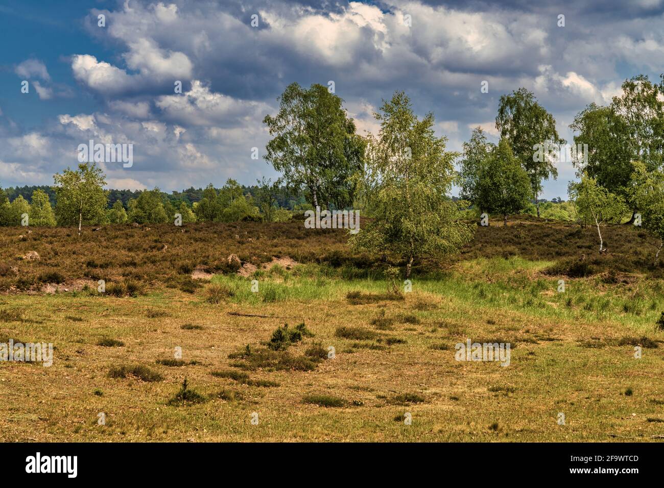 Landschaft in der Lüneburger Heide bei Niederhaverbeck, Niedersachsen ...