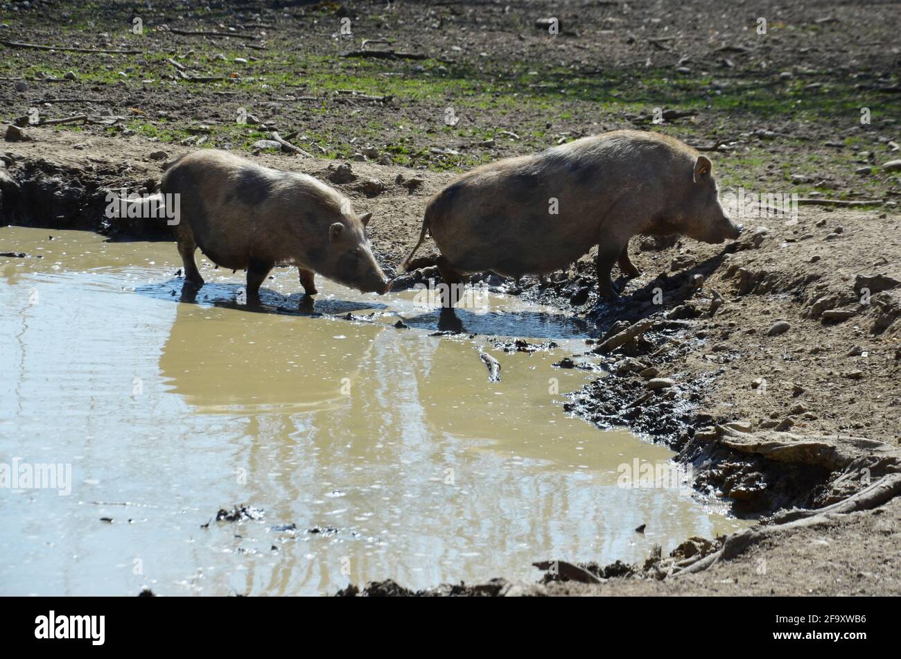 Münchner miniaturschweine -Fotos und -Bildmaterial in hoher Auflösung ...