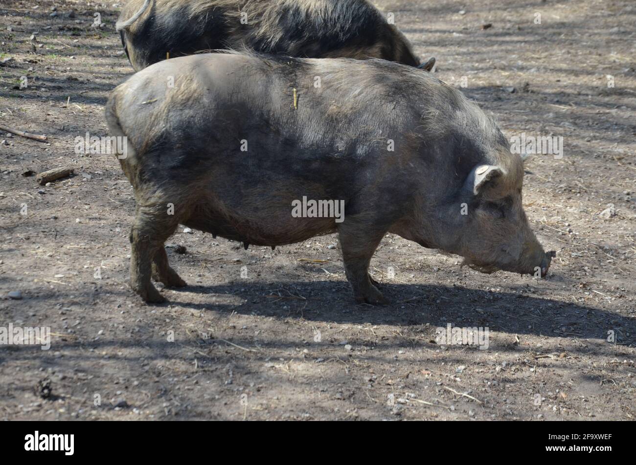 Munchner miniaturschwein -Fotos und -Bildmaterial in hoher Auflösung ...