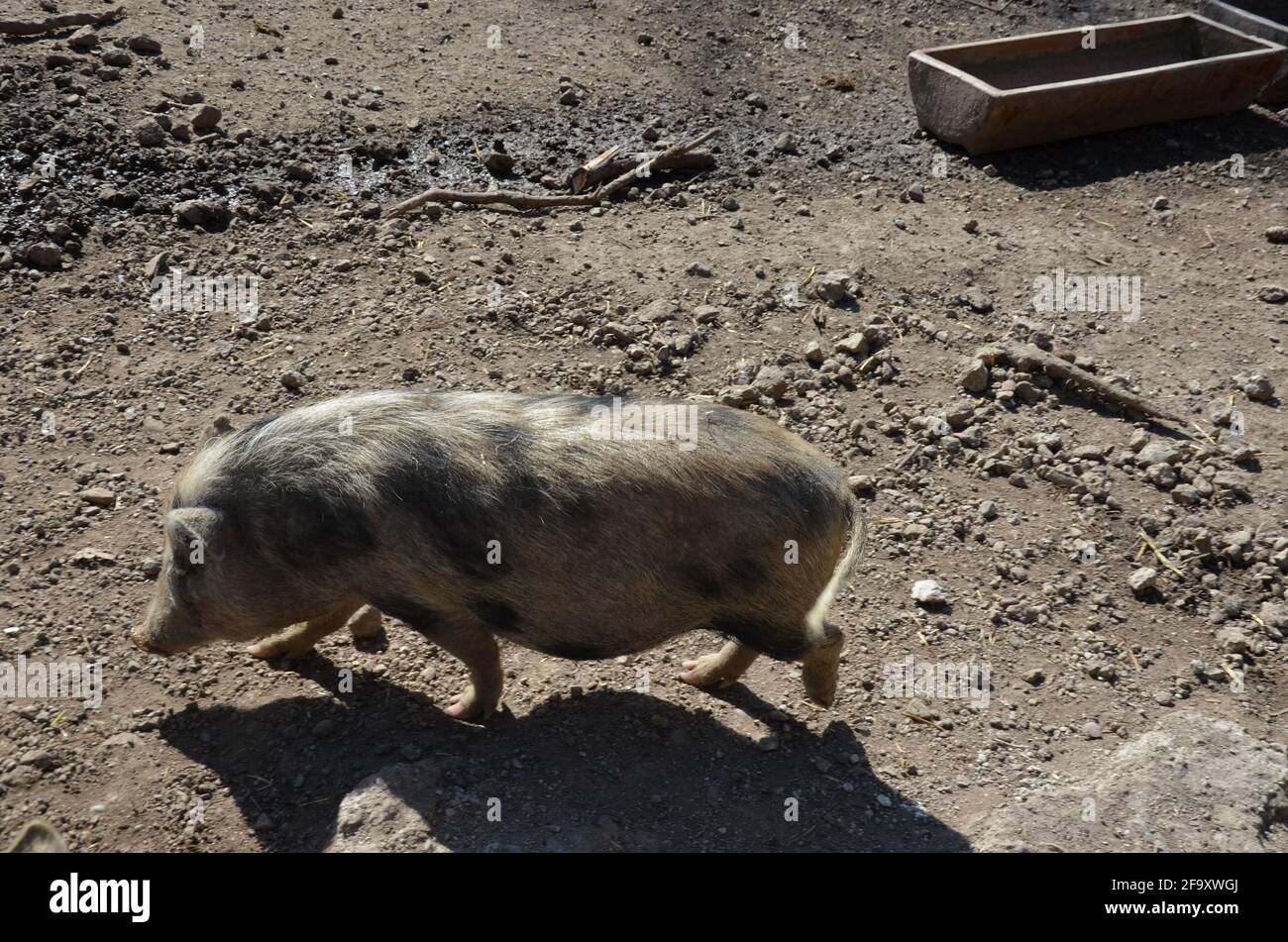 Munchner miniaturschwein -Fotos und -Bildmaterial in hoher Auflösung ...