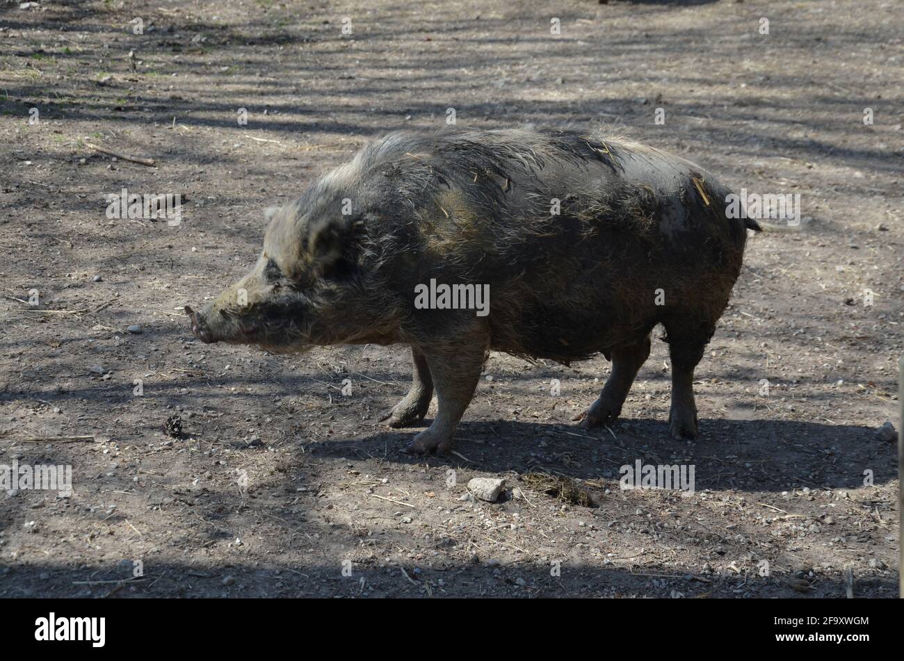 Munchner miniaturschwein -Fotos und -Bildmaterial in hoher Auflösung ...