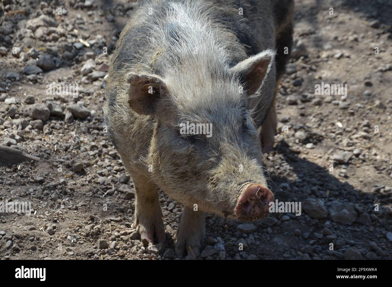 Munchner miniaturschwein -Fotos und -Bildmaterial in hoher Auflösung ...