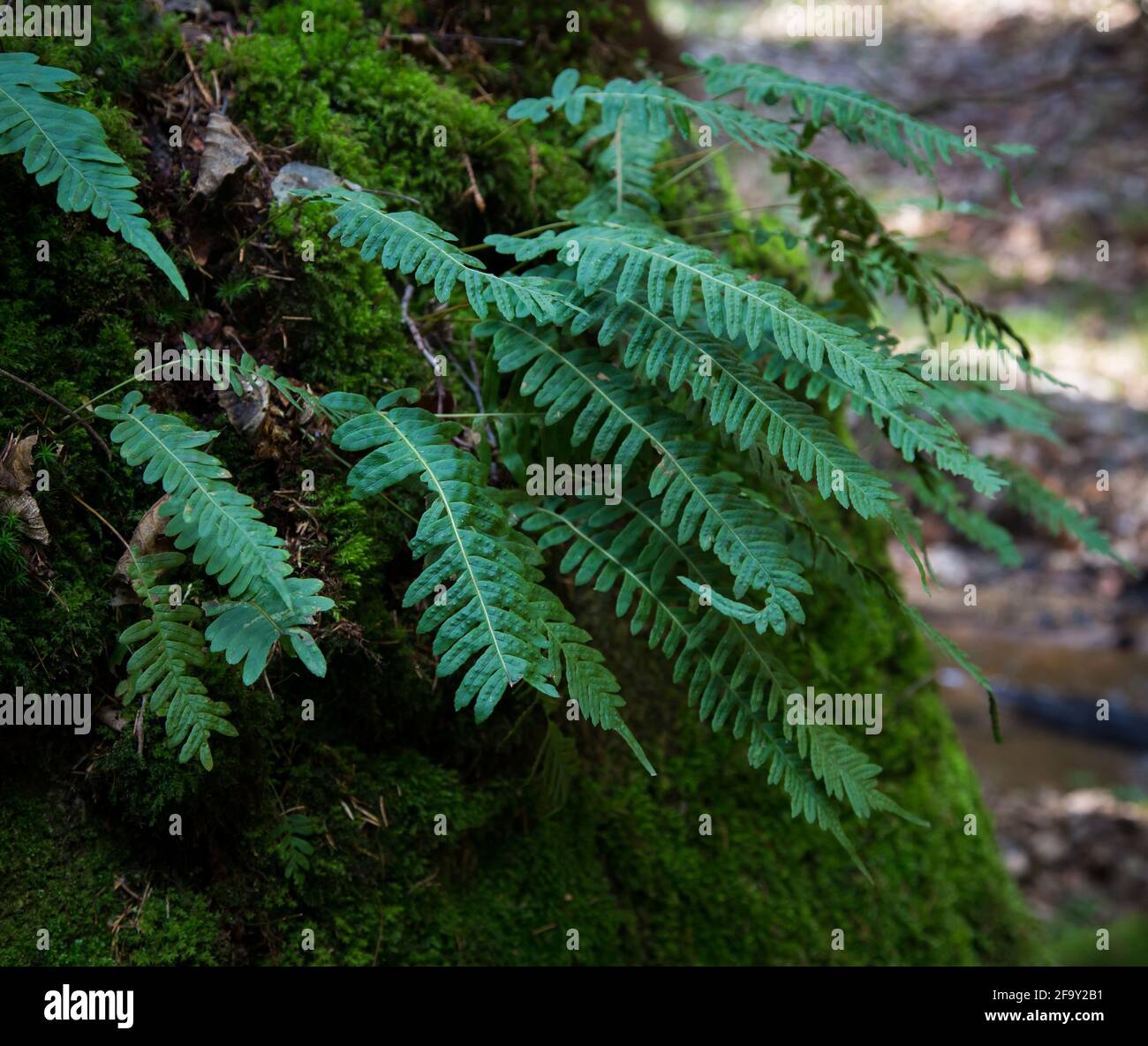 Waldfarn pflanze -Fotos und -Bildmaterial in hoher Auflösung – Alamy
