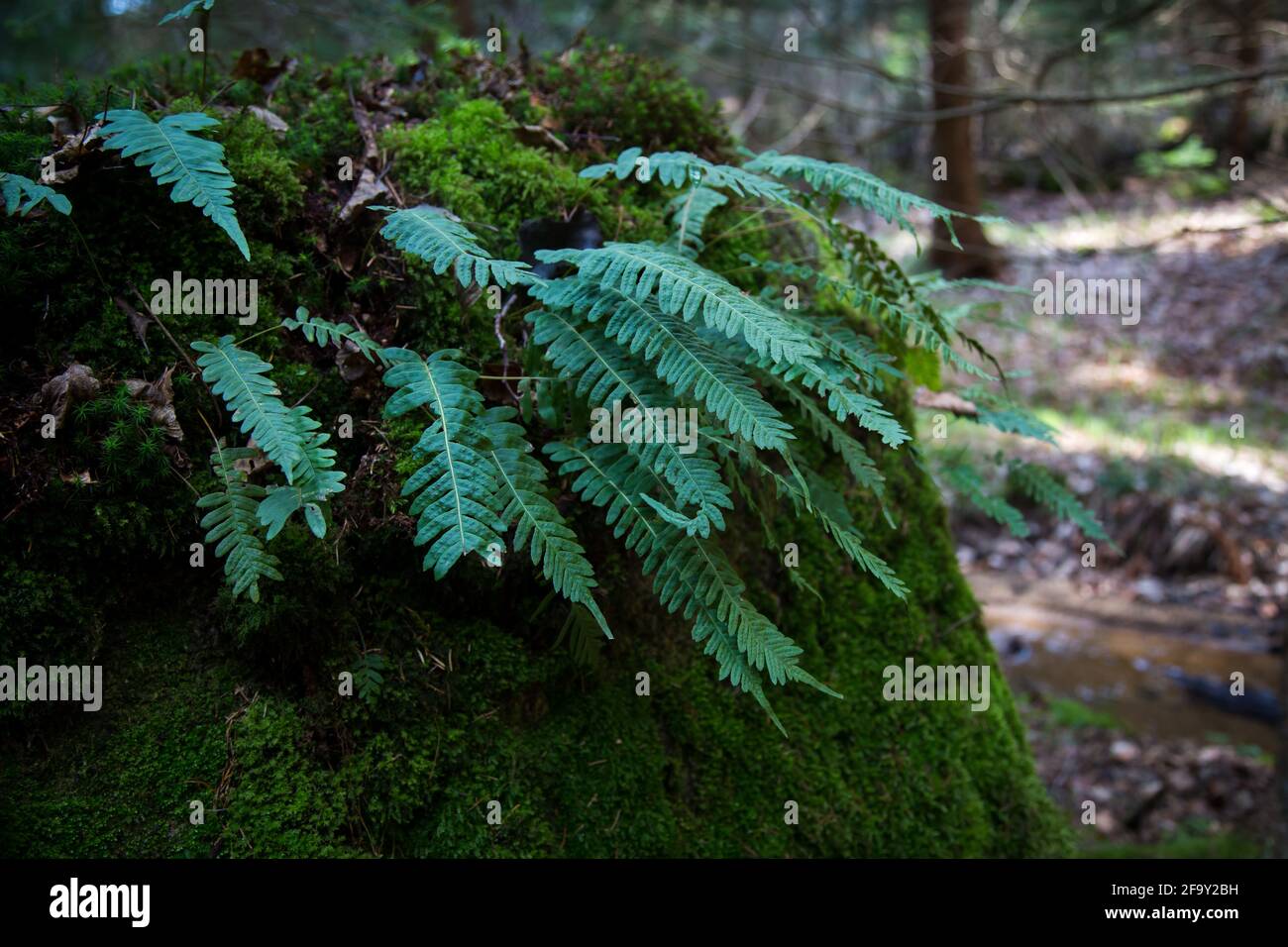 Farn wald -Fotos und -Bildmaterial in hoher Auflösung – Alamy