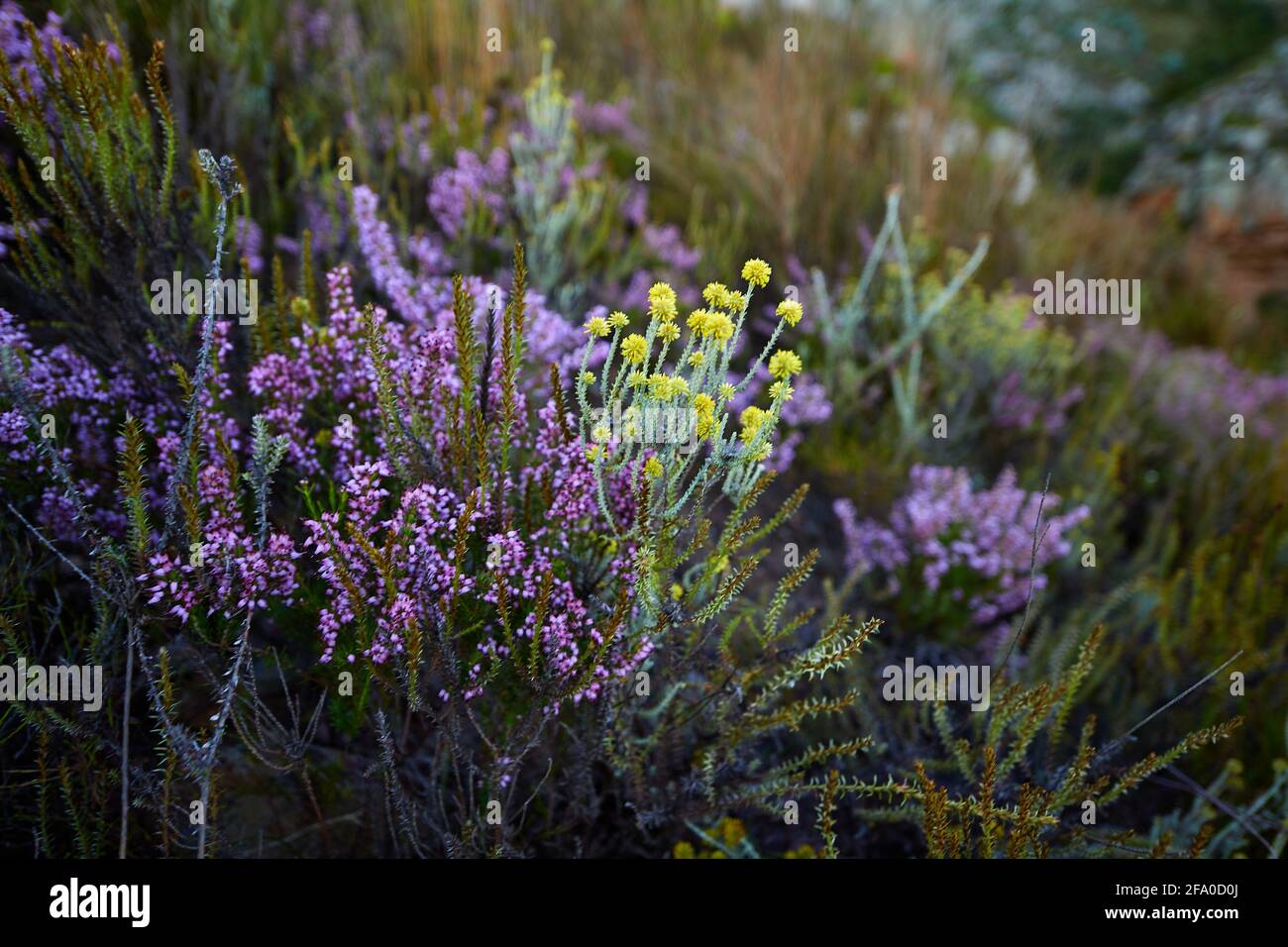 Goldener kopf -Fotos und -Bildmaterial in hoher Auflösung – Alamy