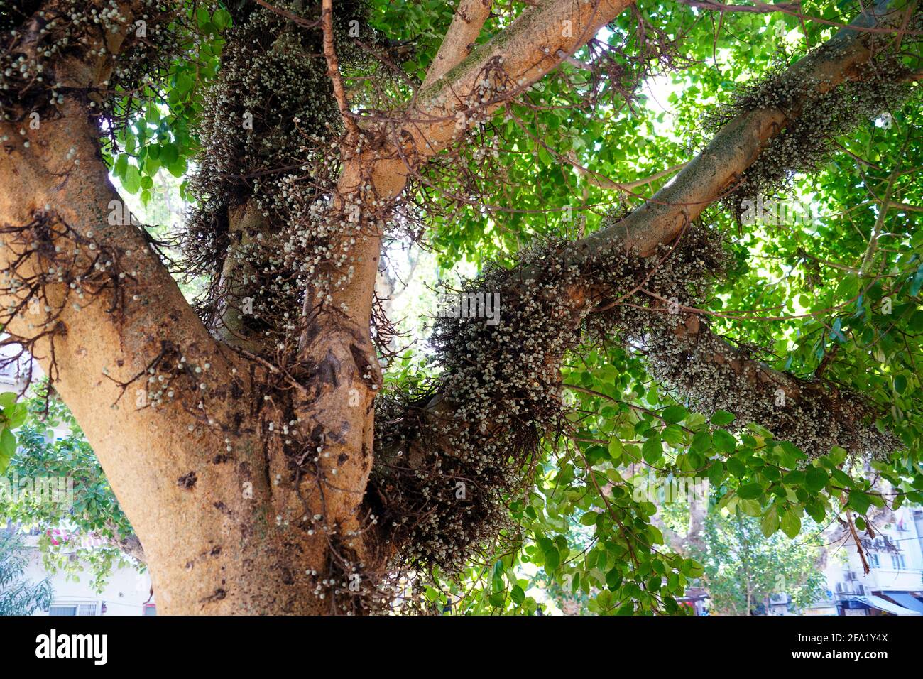 Holz ficus sycomorus -Fotos und -Bildmaterial in hoher Auflösung – Alamy