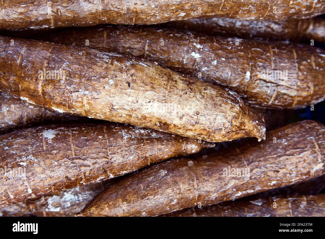 Tapioka manihot esculenta -Fotos und -Bildmaterial in hoher Auflösung ...