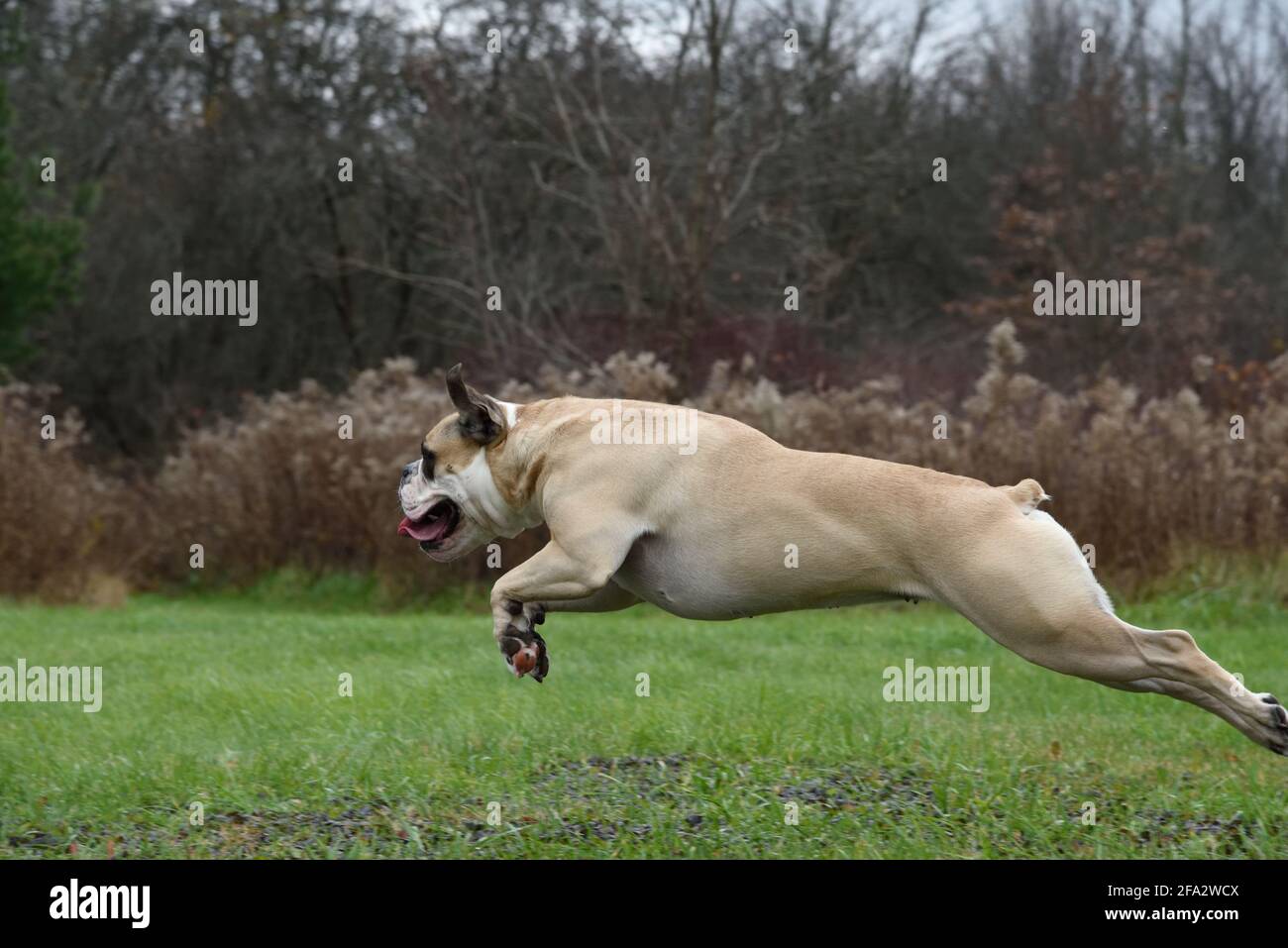 Amerikanische bulldogen -Fotos und -Bildmaterial in hoher Auflösung – Alamy