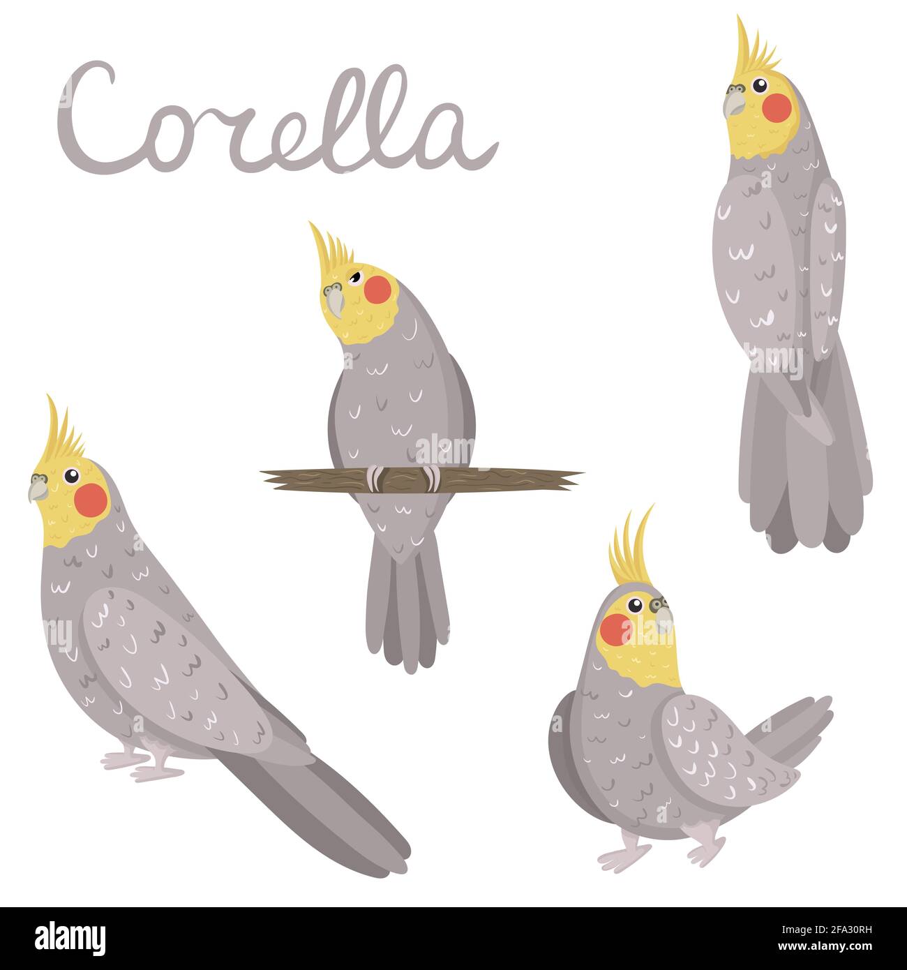 Wilde corella Stock-Vektorgrafiken kaufen - Alamy