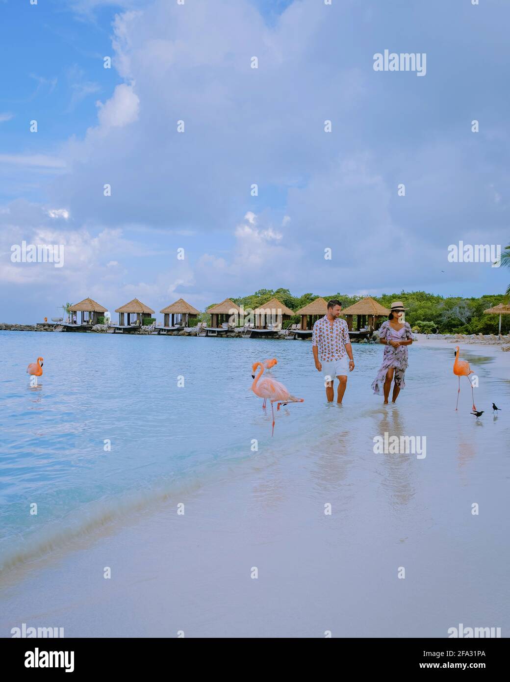 Aruba Strand mit rosa Flamingos am Strand, Flamingo am Strand in Aruba ...