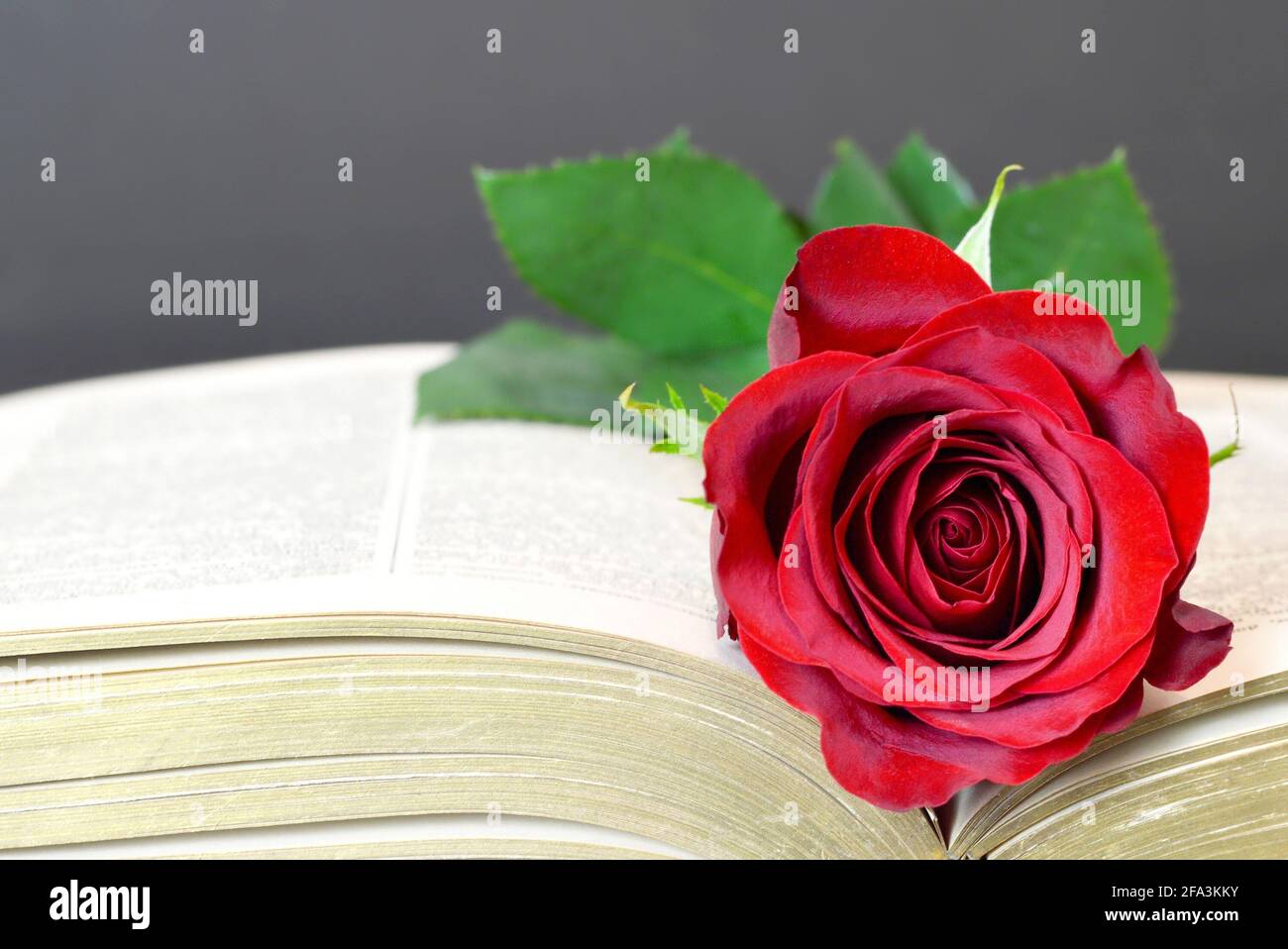 Offene rote rose -Fotos und -Bildmaterial in hoher Auflösung – Alamy