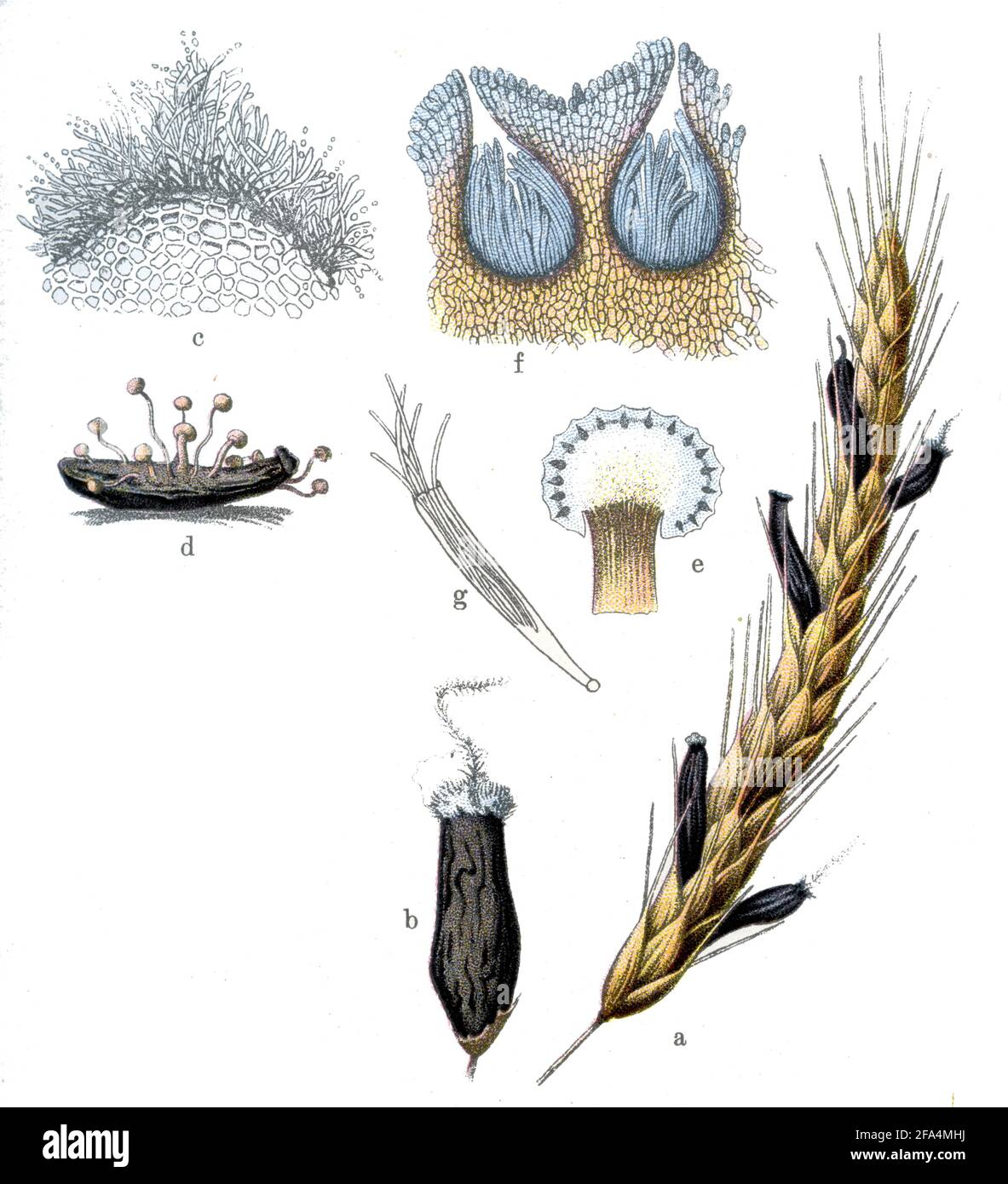 Ergot Pilz / Claviceps purpurea SYN. Secale cornutum / Mutterkornpilz ...
