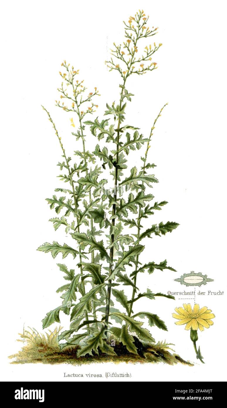 Geschenk lattich lactuca virosa -Fotos und -Bildmaterial in hoher ...