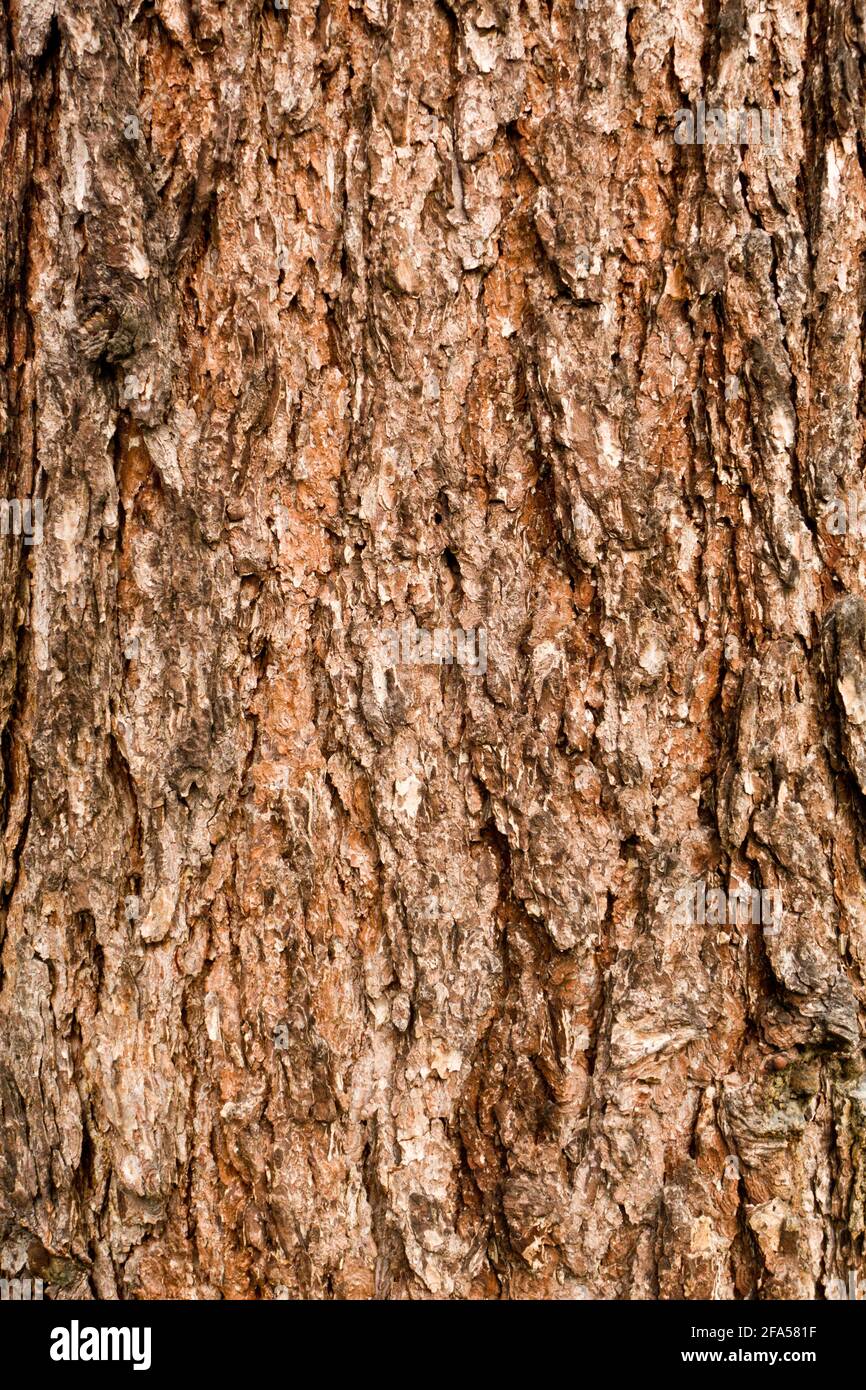 Hintergrund baumrinde -Fotos und -Bildmaterial in hoher Auflösung – Alamy