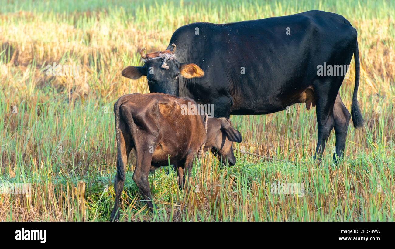 Milchkuh mutter kalb -Fotos und -Bildmaterial in hoher Auflösung – Alamy