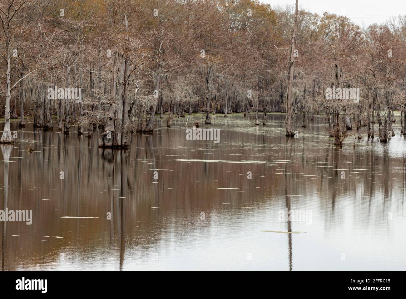 Baum in bayou -Fotos und -Bildmaterial in hoher Auflösung – Alamy