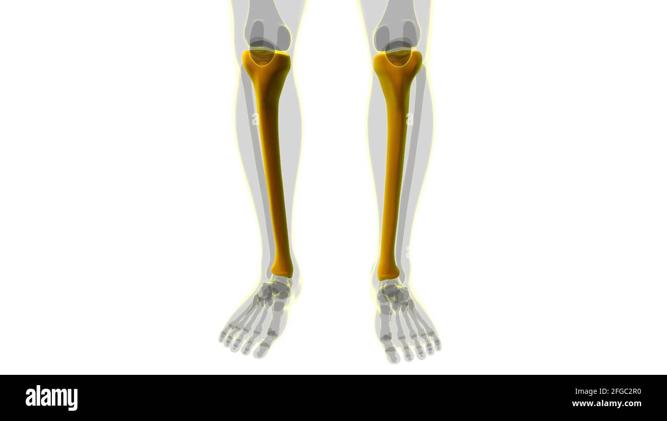 Menschliche Skelett Anatomie Tibia Knochen 3D Rendering für ...