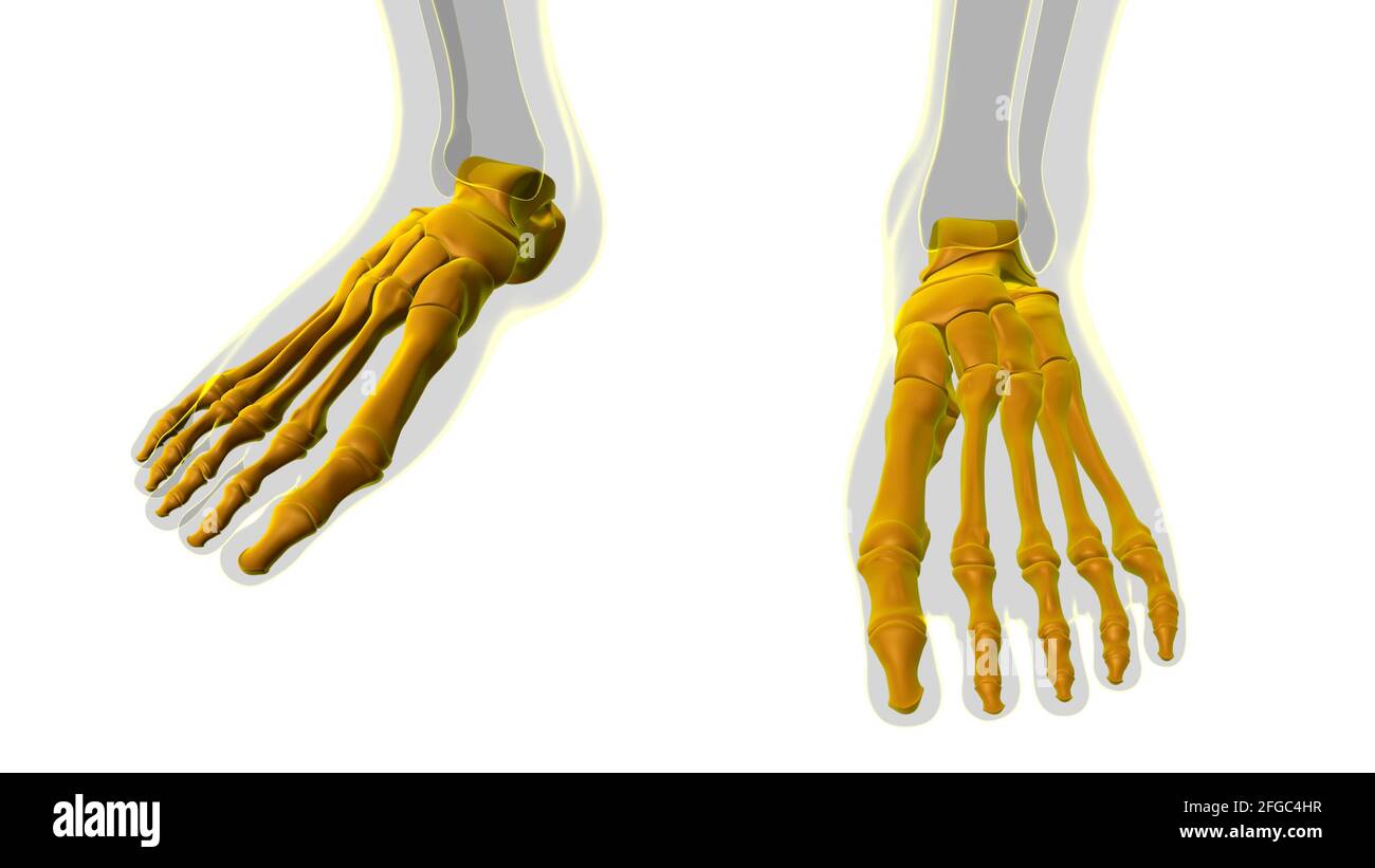 Menschliche Skelett Fußknochen Anatomie für medizinisches Konzept 3D ...