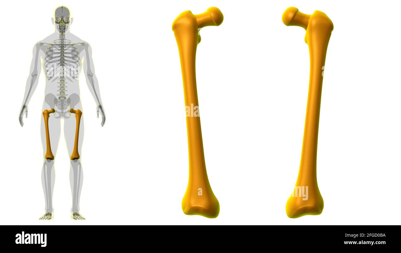 Menschliche Skelett Anatomie Femur Knochen 3D Rendering für ...